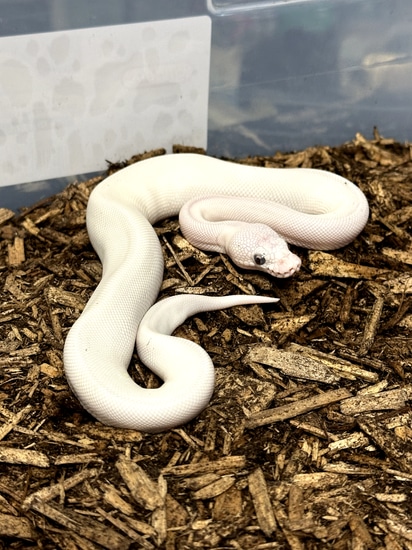 Blue Eyed Lucy Ball Python by PetZone