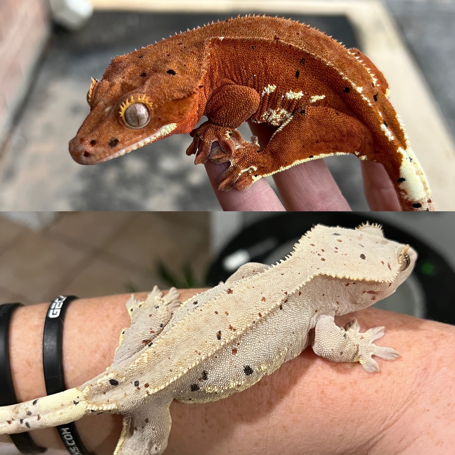 Velvet Crested Gecko by Third Coast Geckos - MorphMarket