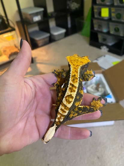 Rio Crested Gecko by Third Coast Geckos