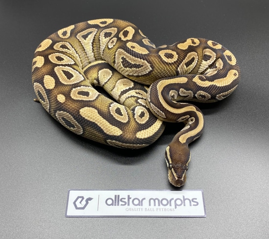 Mojave Ball Python by Allstar Morphs