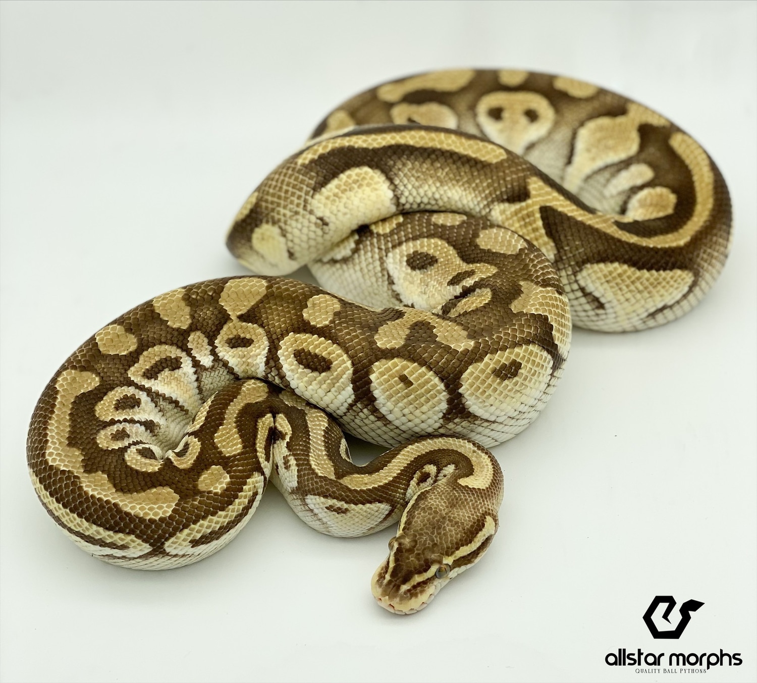 Pastel Lesser Ball Python by Allstar Morphs - MorphMarket