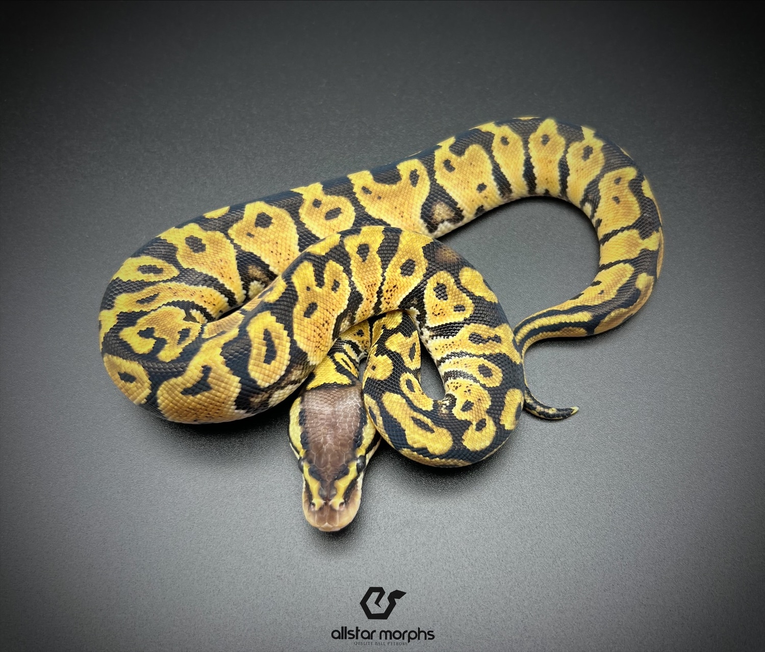 Pastel 100% Het Clown Ball Python by Allstar Morphs - MorphMarket