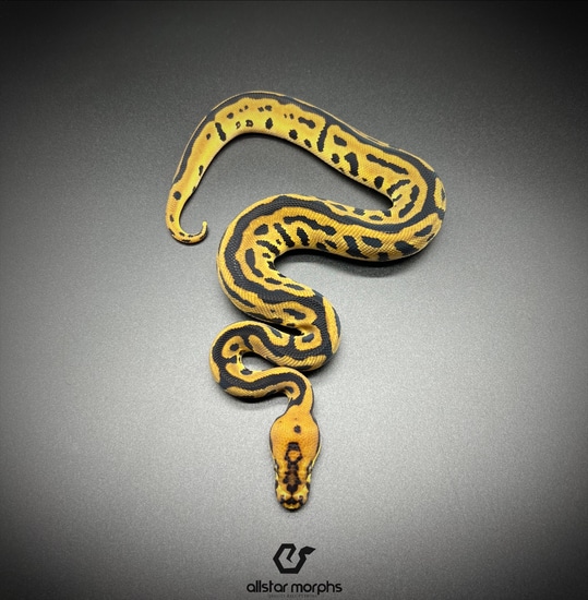 Batman Ball Python by Allstar Morphs