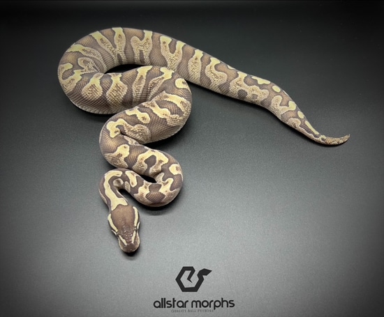 GHI Lesser 100% Het Clown Ball Python by Allstar Morphs