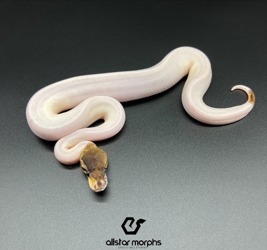 Black Pastel Pied 100% Het Clown Ball Python by Allstar Morphs