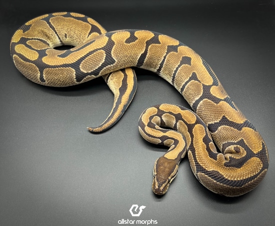 Female Blade 100% Het Clown Ball Python by Allstar Morphs