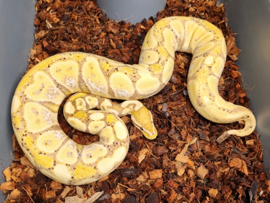Banana Het Albino Ball Python by Southeast Creations