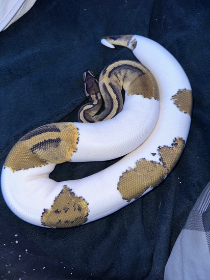 Paradox Pied Ball Python by Southeast Creations
