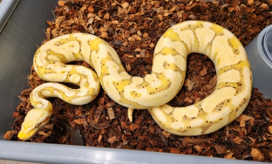 Banana Pastel Red Gene Yellow Belly Ball Python by Southeast Creations
