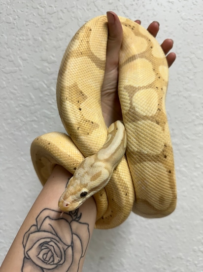 Banana Enchi Pastel Ball Python by Southeast Creations
