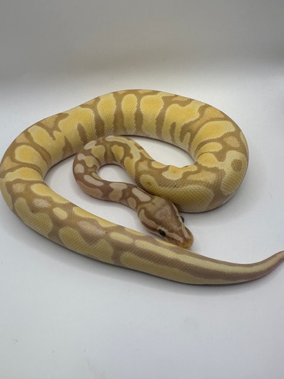 Group Of Bananas!!! Ball Python by Southeast Creations