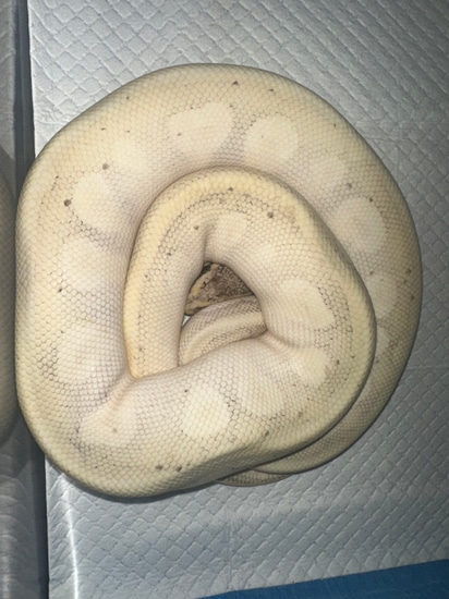 PROVEN Mystic Russo Ball Python by Southeast Creations