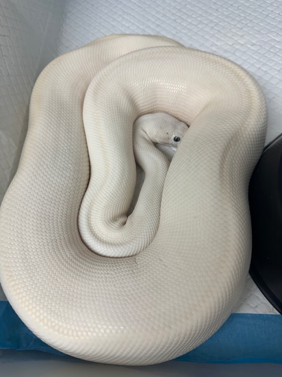 PROVEN Butter Mojave BEL Ball Python by Southeast Creations