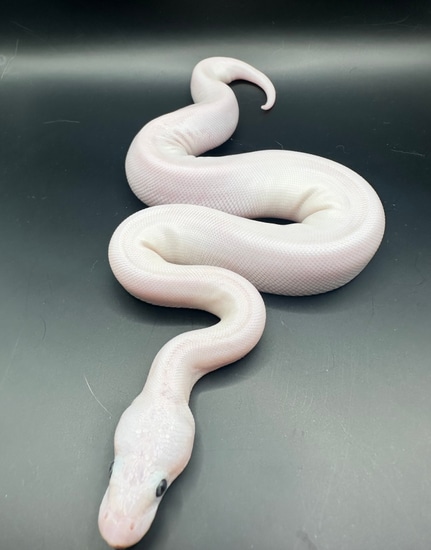 Mystic Lesser BEL Ball Python by Southeast Creations