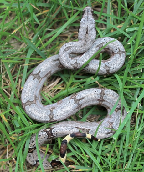 Bolivian Silverback BCA Short-Tailed Boa Constrictor by Scarlet and ...