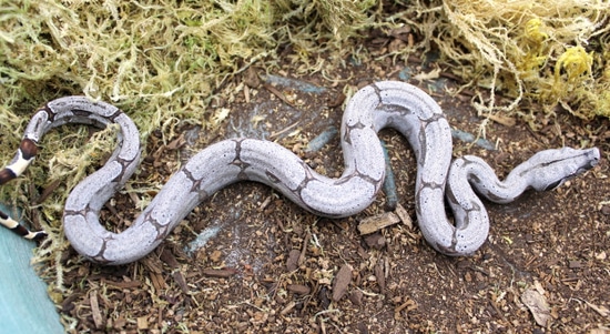 Bolivian Silverback BCA Boa Constrictor by Scarlet and Grey Exotics