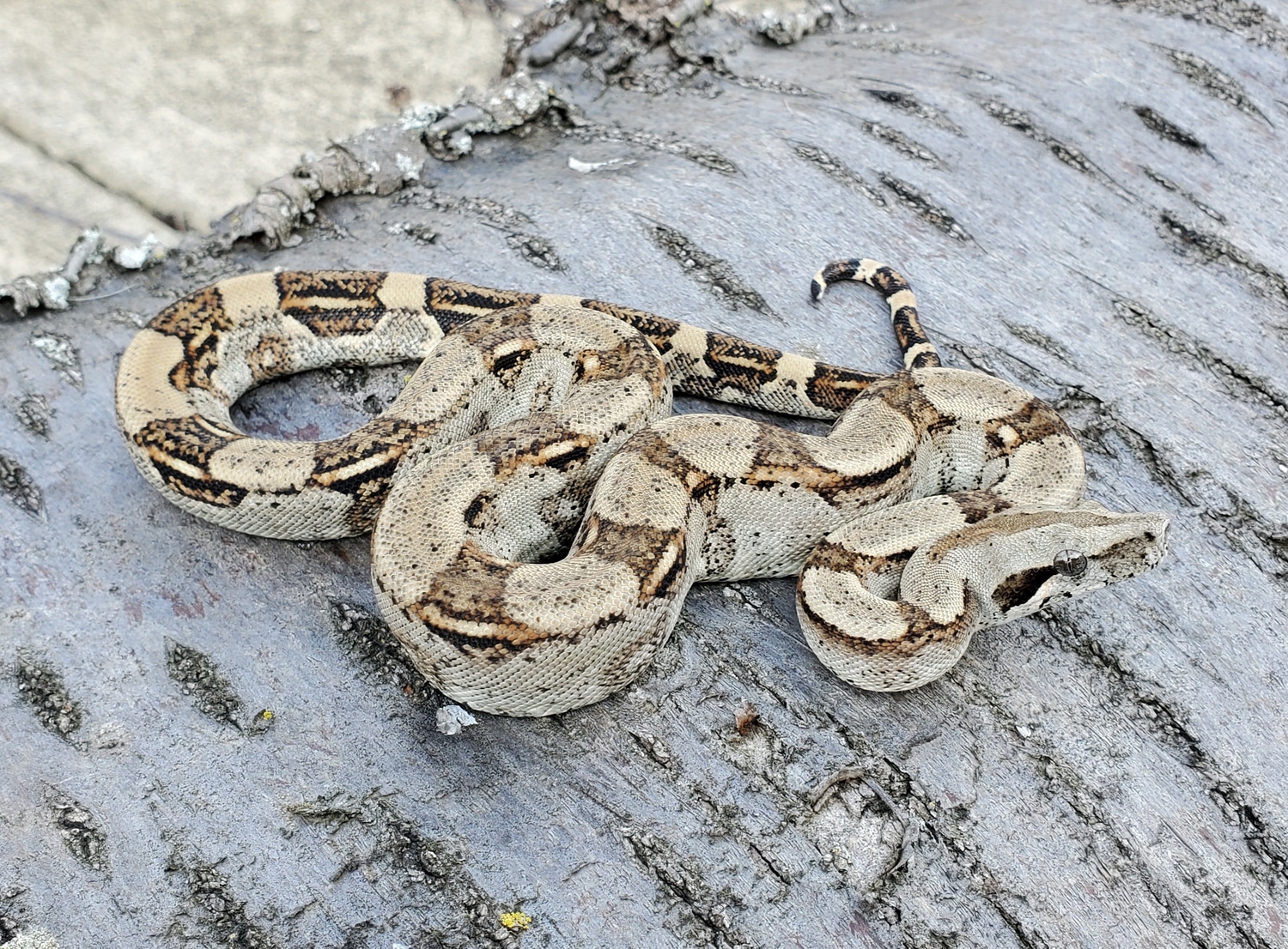 Peruvian Boa C. Longicauda, 50% Het Anery Peruvian Long-Tailed Boa ...