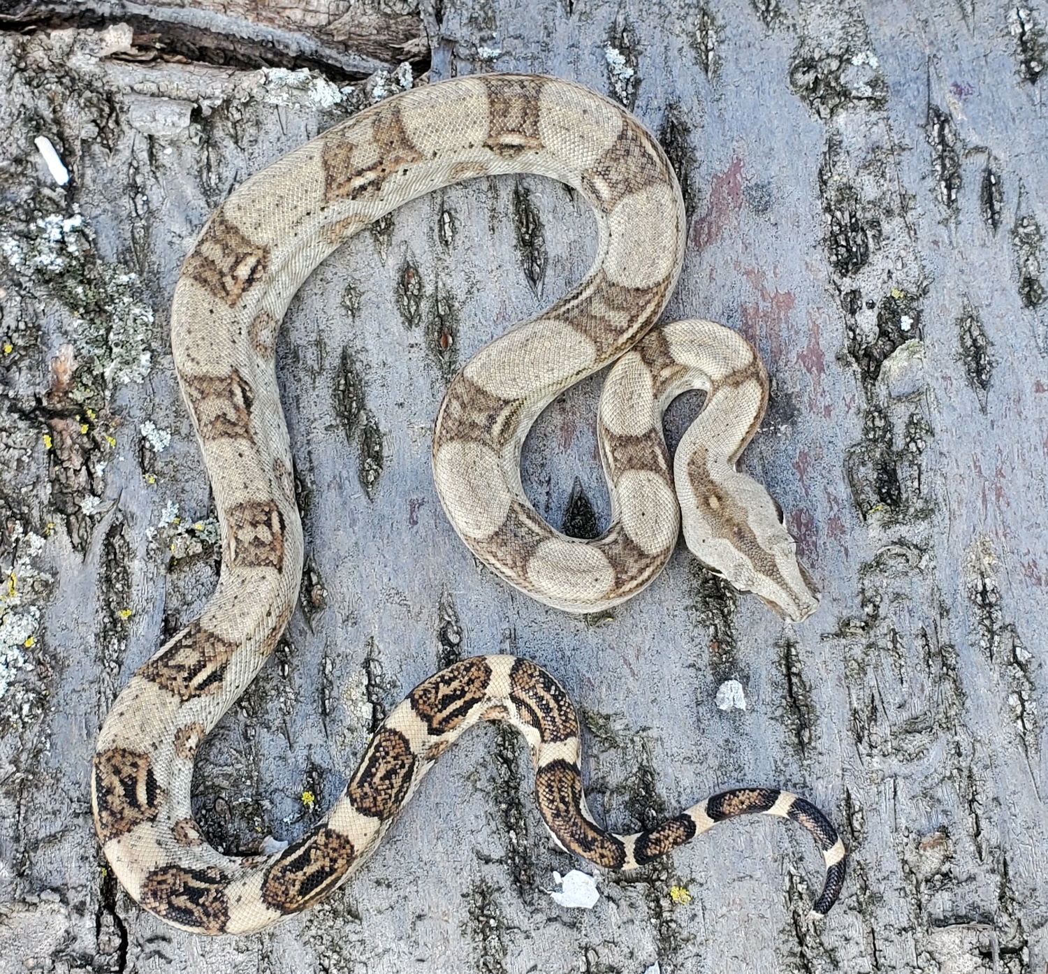 Peruvian Boa C. Longicauda, 50% Het Anery Peruvian Long-tailed Boa ...