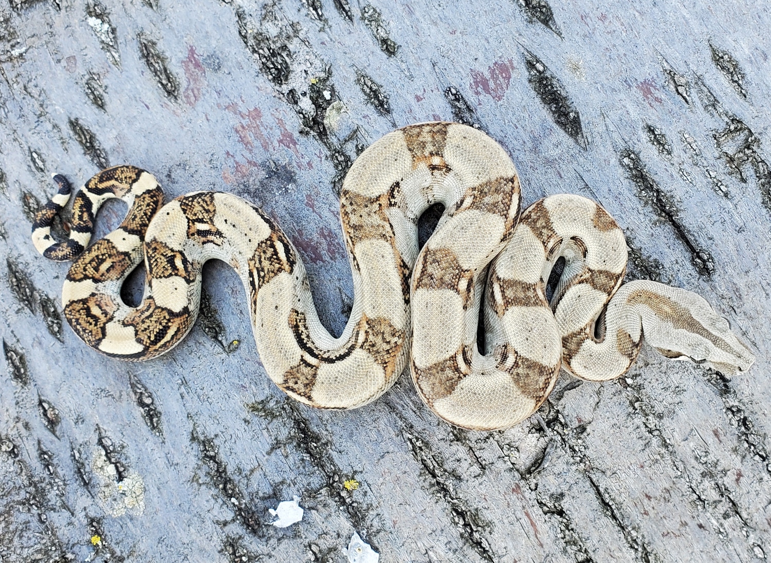 Peruvian Boa C. Longicauda, 50% Het Anery Peruvian Long-tailed Boa ...