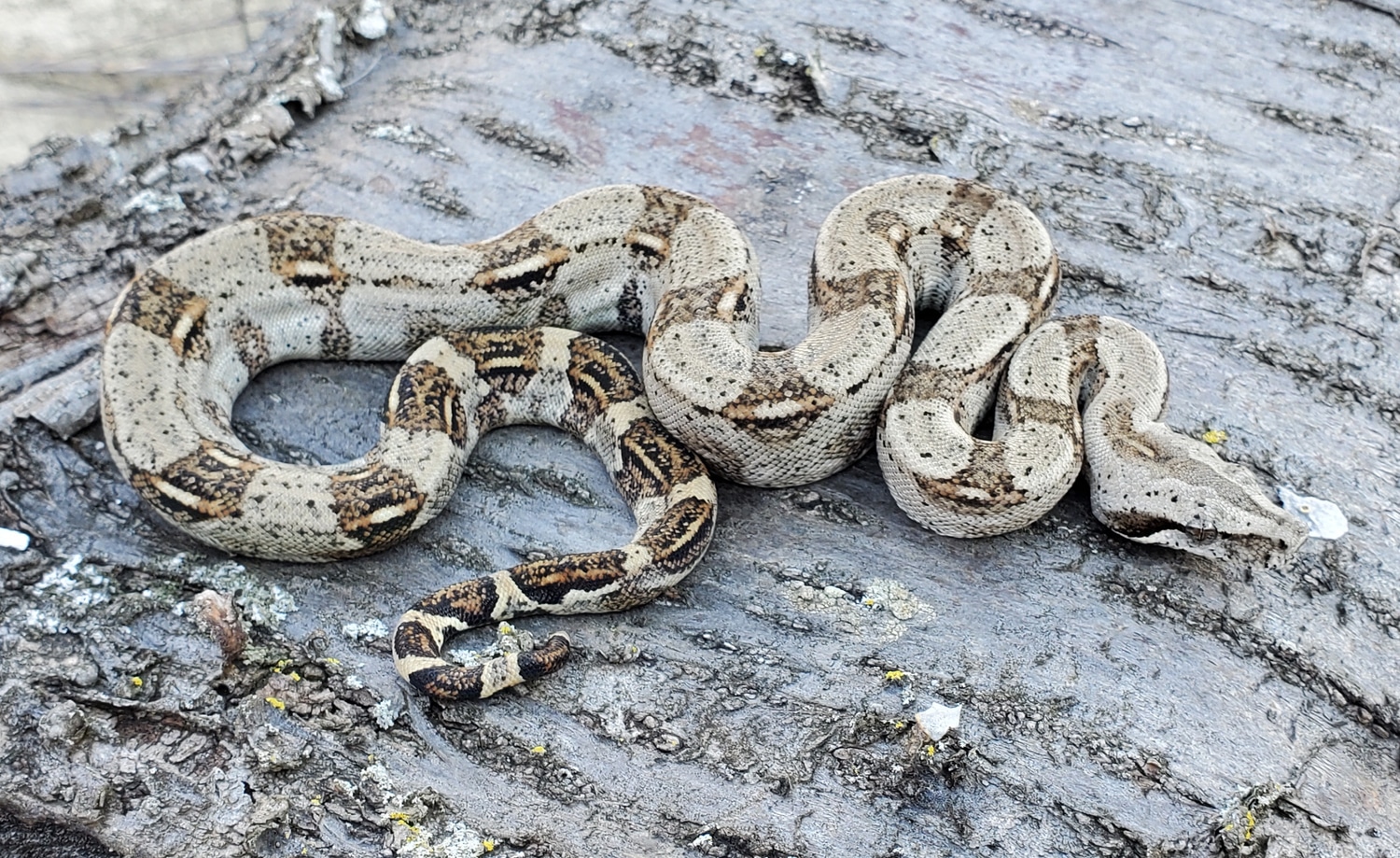 Peruvian Boa C. Longicauda, 50% Het Anery Peruvian Long-tailed Boa ...