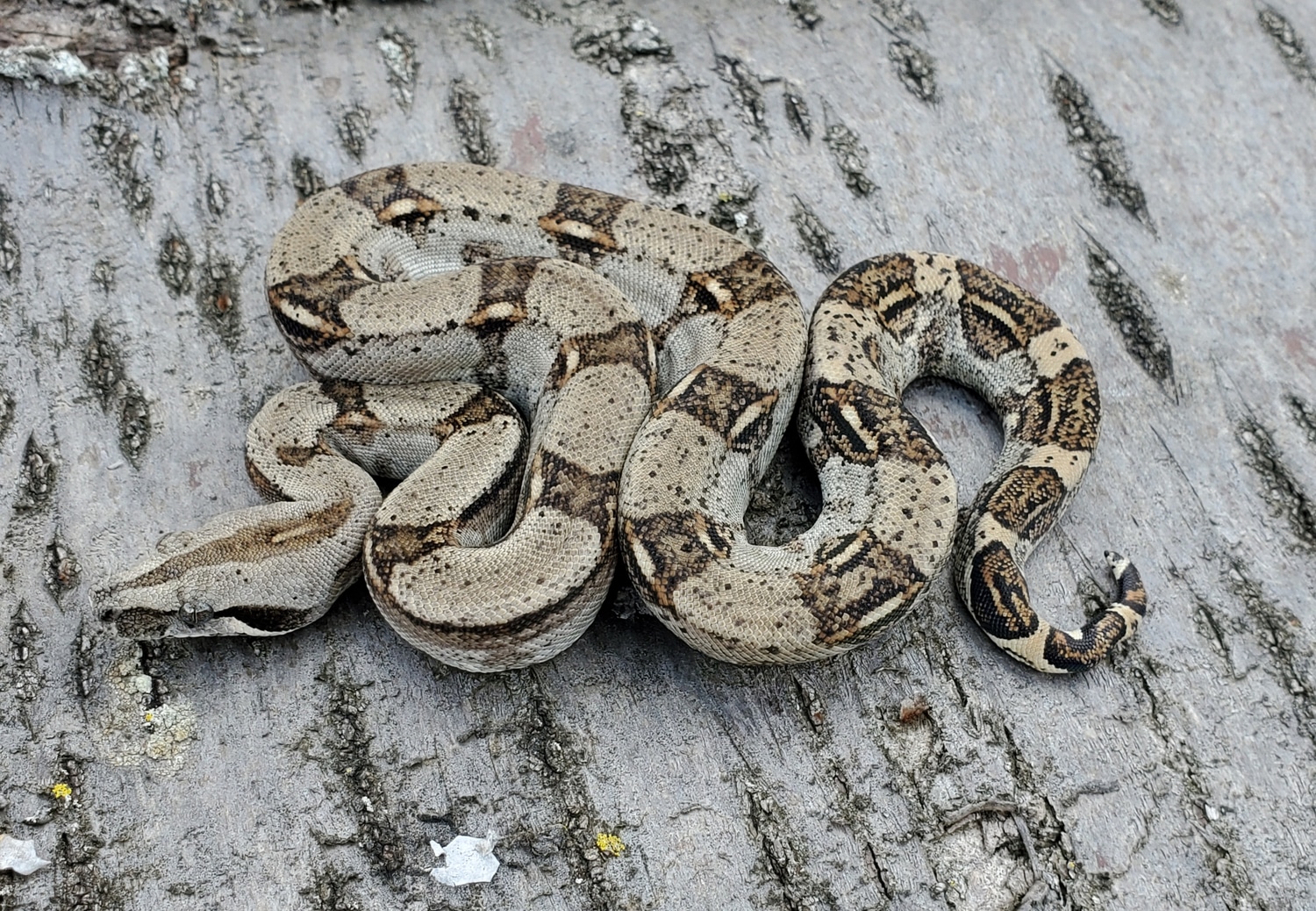 Peruvian Boa C. Longicauda, 50% Het Anery Peruvian Long-tailed Boa ...