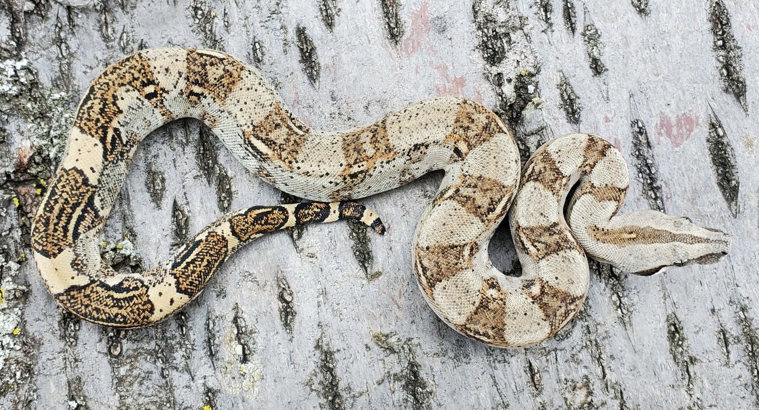 Peruvian Boa C. Longicauda, 50% Het Anery Peruvian Long-tailed Boa ...