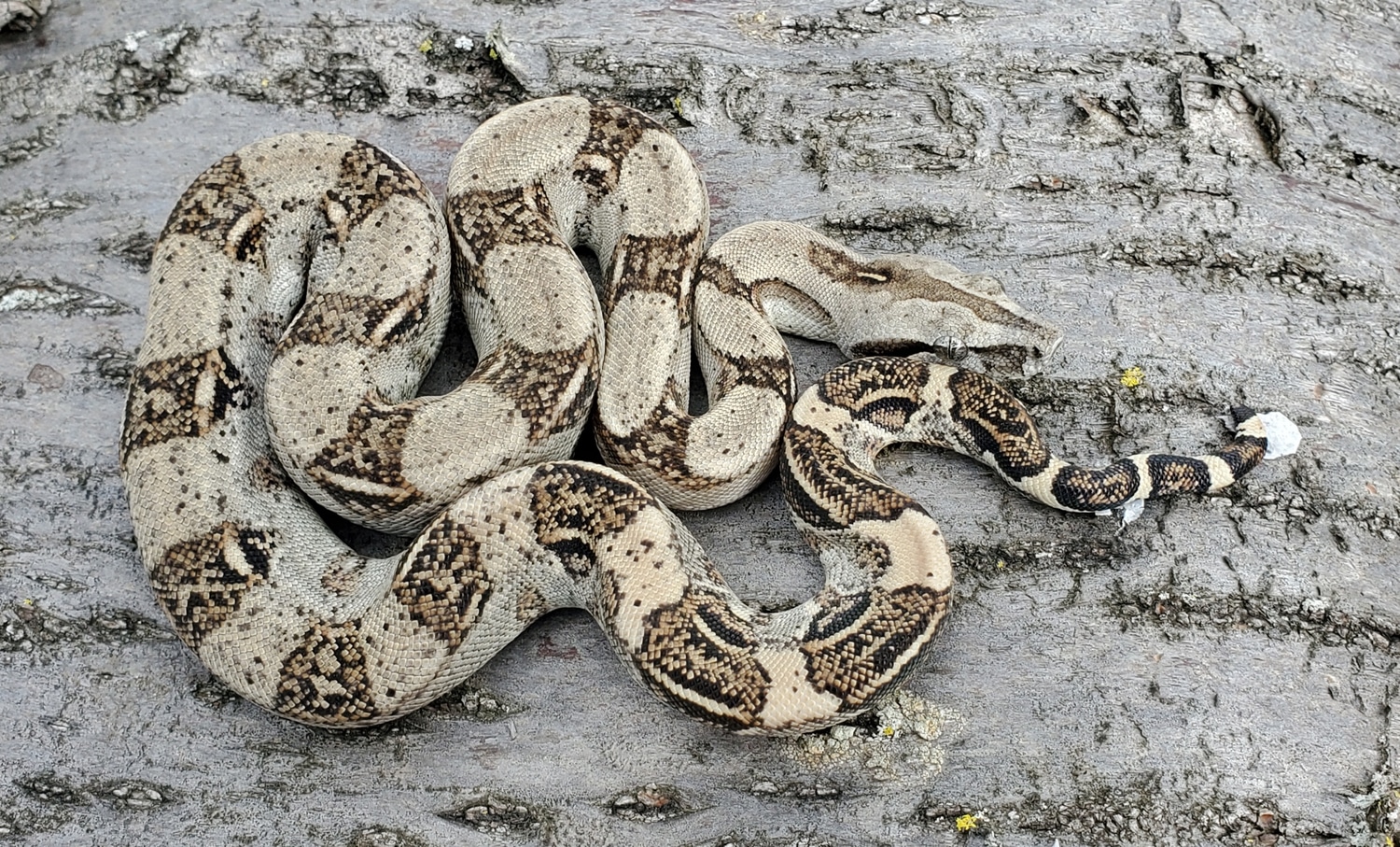 Peruvian Boa C. Longicauda, 50% Het Anery Peruvian Long-tailed Boa ...