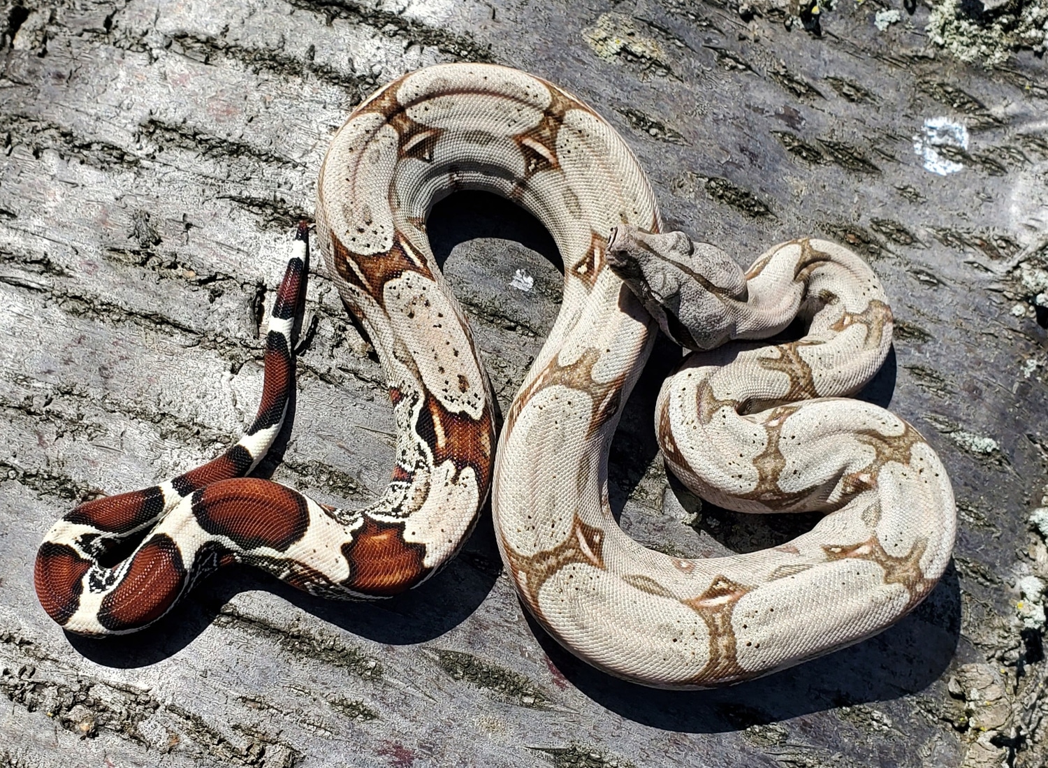 Suriname True Red-tailed Boa Constrictor by Scarlet and Grey Exotics ...