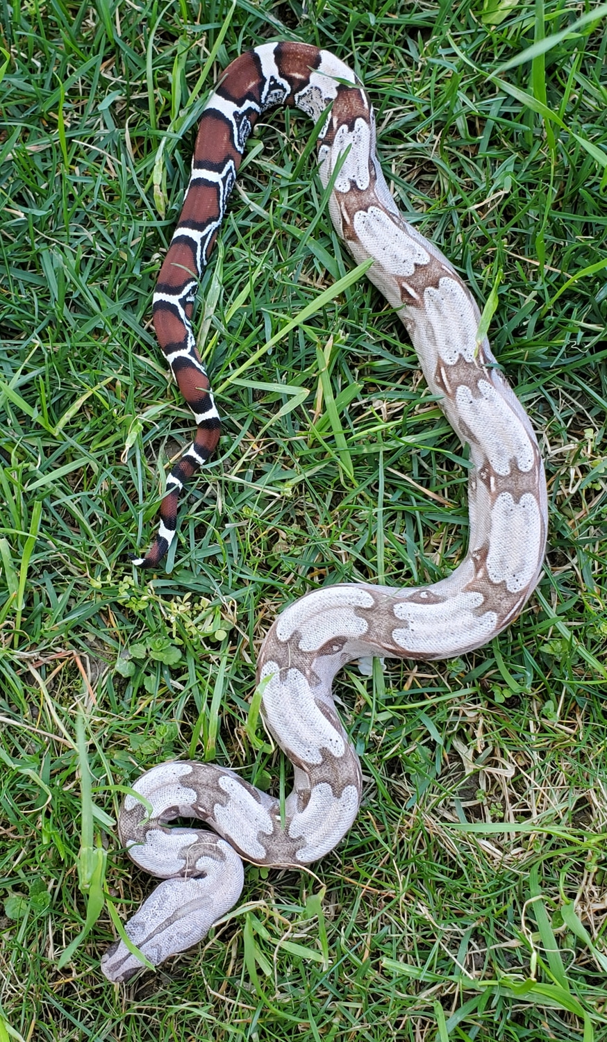 Suriname True Red-tailed Boa Constrictor by Scarlet and Grey Exotics ...