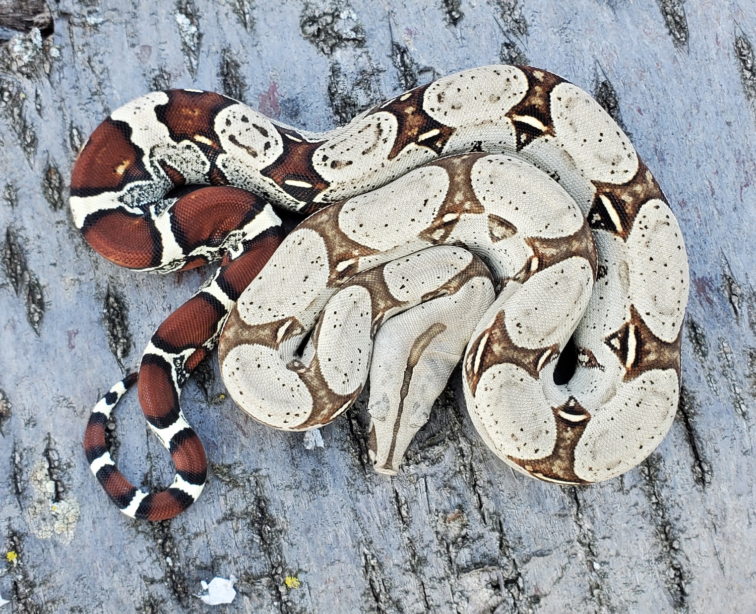 Pucallpa Peruvian True Red-tailed Boa Constrictor by Scarlet and Grey ...