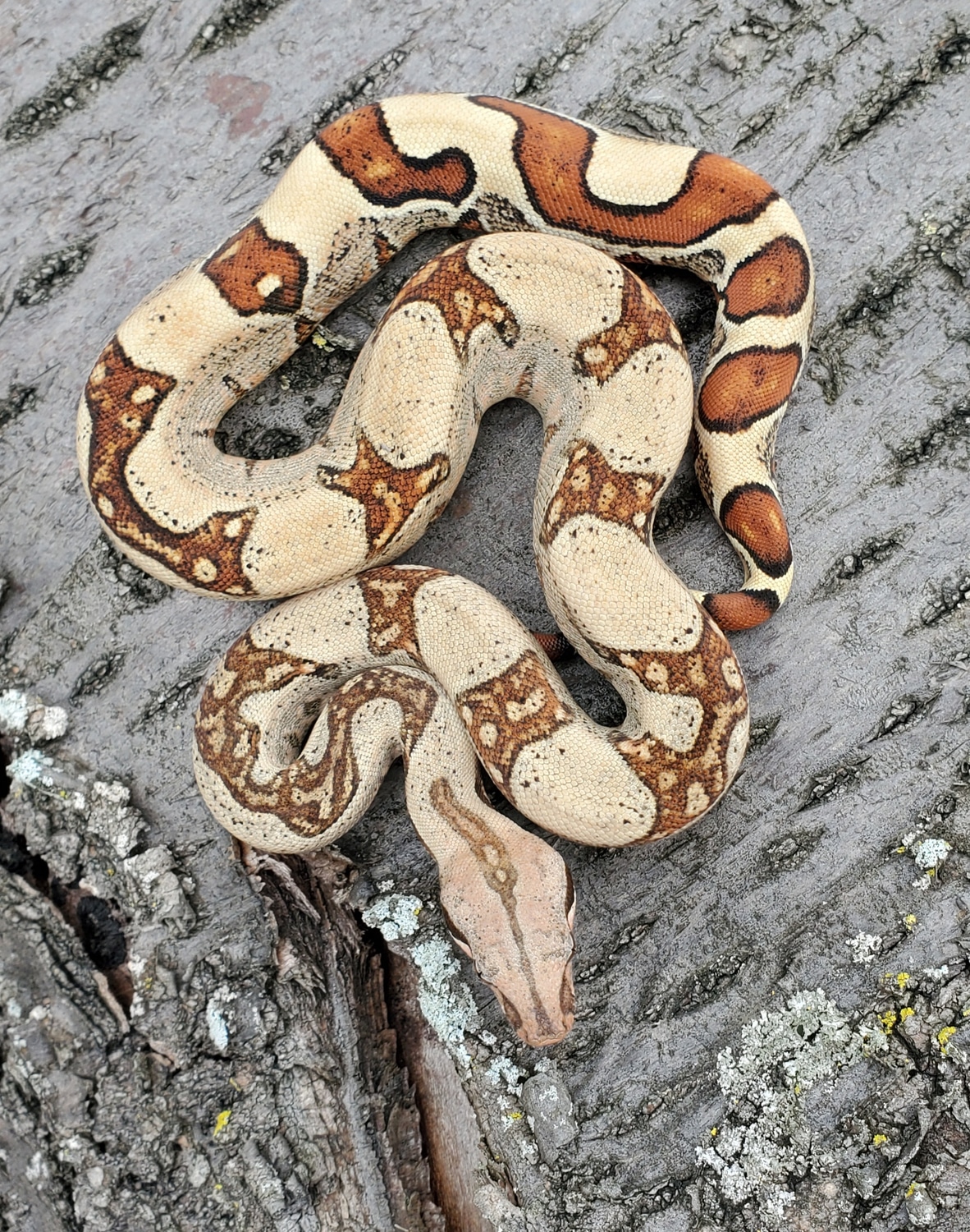 Jungle, 66% Poss Het Kahl Boa Constrictor by Scarlet and Grey Exotics ...