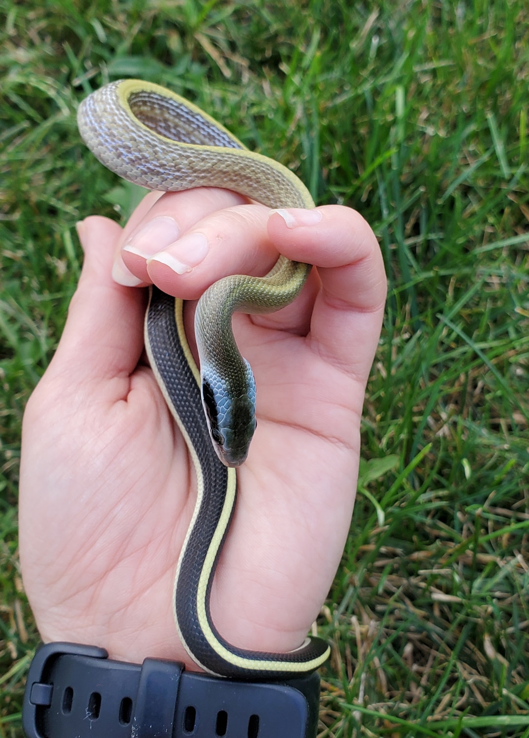 Orthriophis T. Ridleyi Beauty Rat Snake by Scarlet and Grey Exotics ...