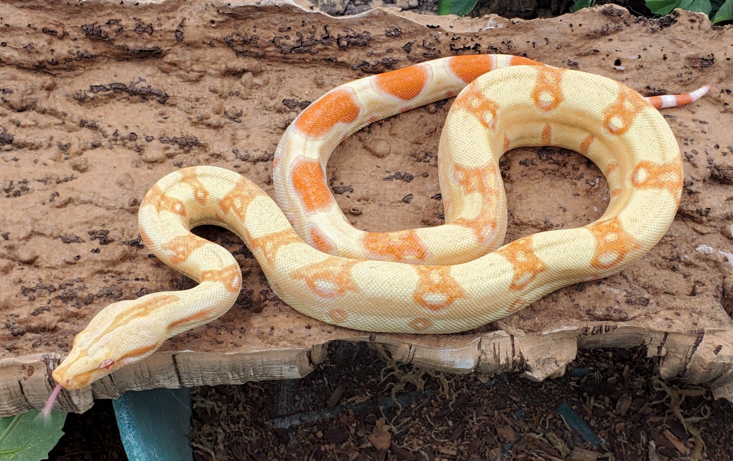 Kahl Albino Boa Constrictor by Scarlet and Grey Exotics - MorphMarket