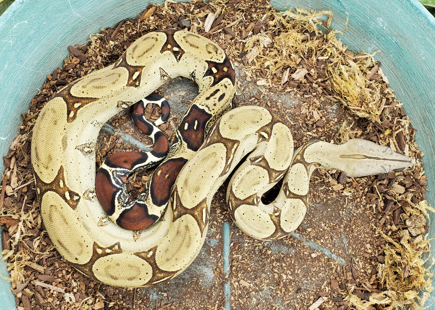 Pucallpa Peruvian True Red-tailed Boa Constrictor by Scarlet and Grey ...