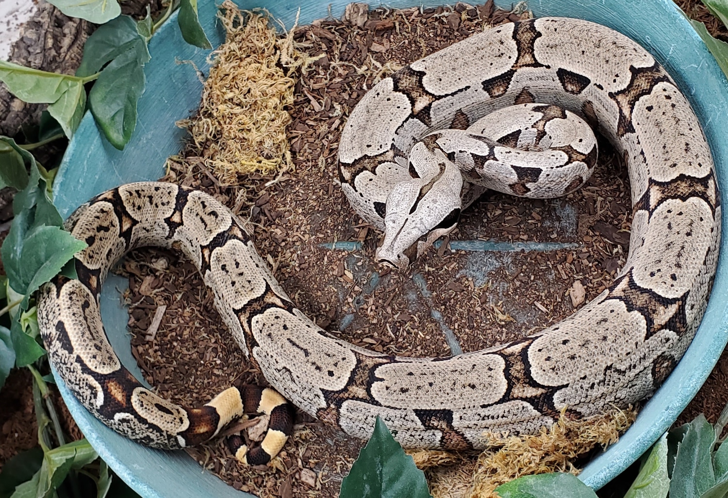 Bolivian BCA Short-tailed Boa Constrictor by Scarlet and Grey Exotics ...