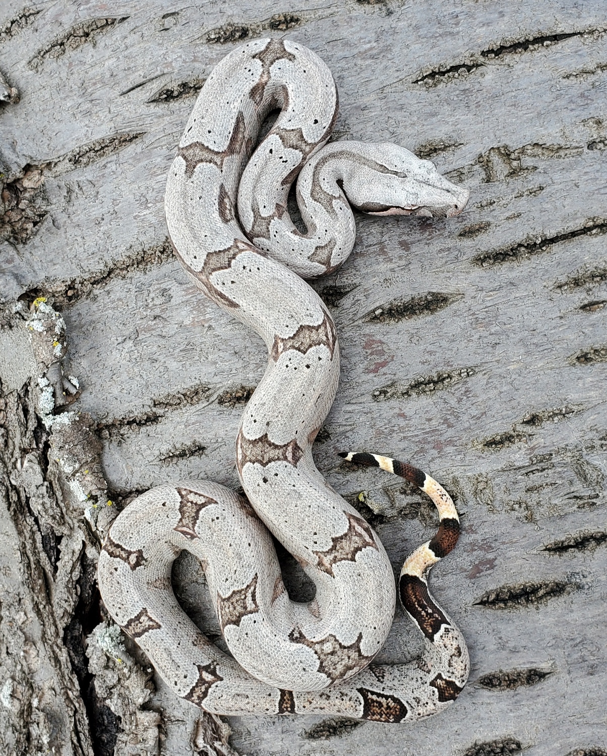 Bolivian BCA Short-tailed Boa Constrictor by Scarlet and Grey Exotics ...