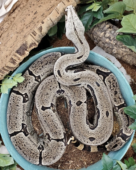 Miller-line Silverback BCA Short-Tailed Boa Constrictor by Scarlet and ...