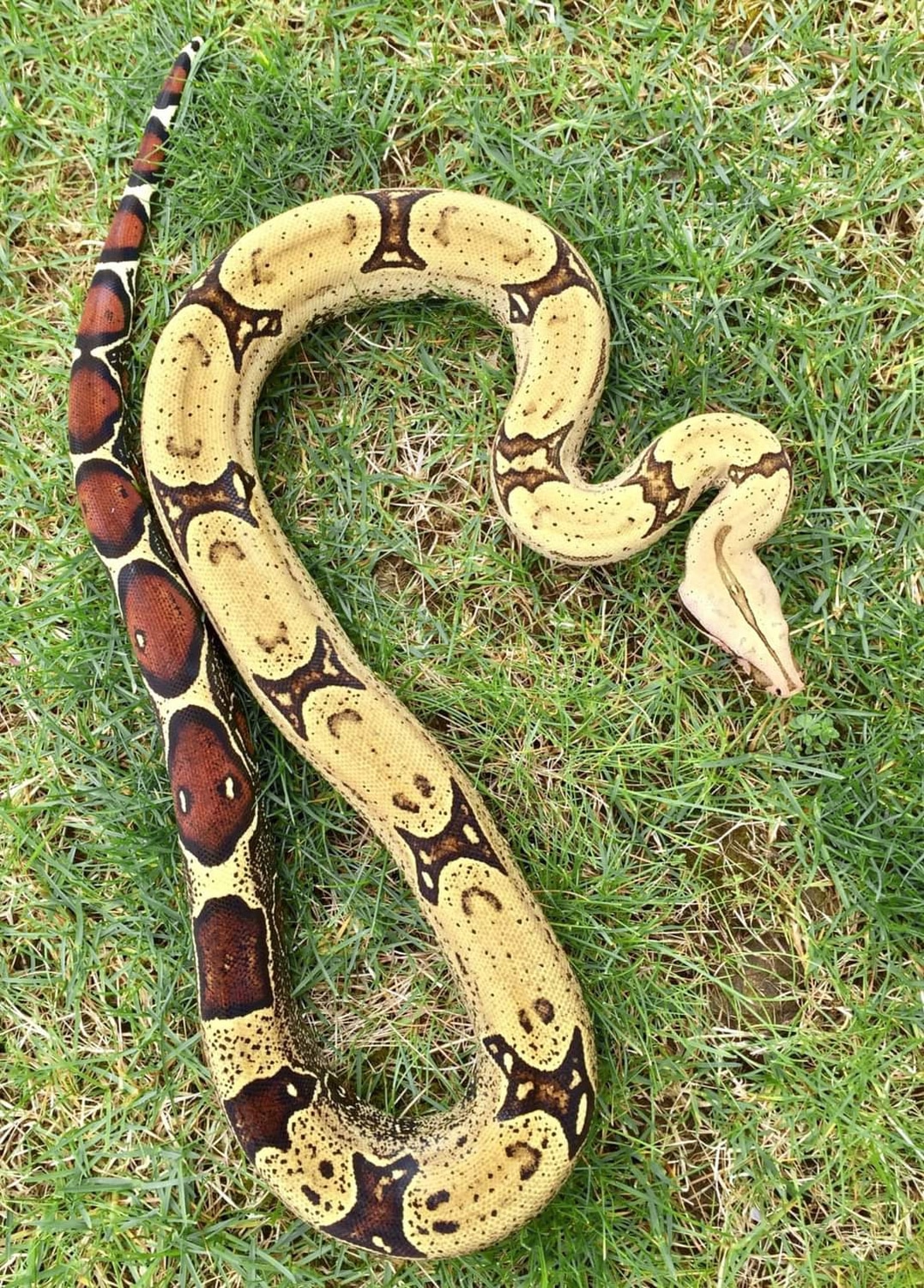 Pucallpa Peru True Red-tailed Boa Constrictor by Scarlet and Grey ...