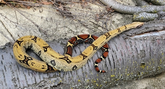 Pucallpa Peru BCC True Red-Tailed Boa Constrictor by Scarlet and Grey ...