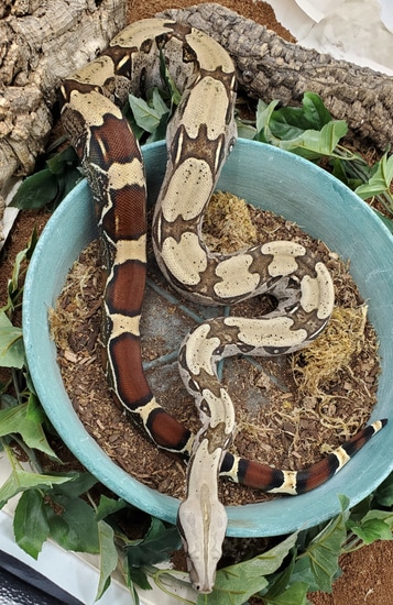 Suriname BCC True Red-Tailed Boa Constrictor by Scarlet and Grey Exotics
