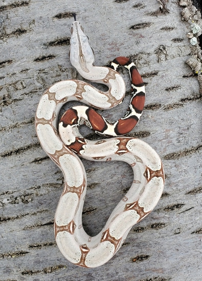 Suriname BCC True Red-Tailed Boa Constrictor by Scarlet and Grey Exotics
