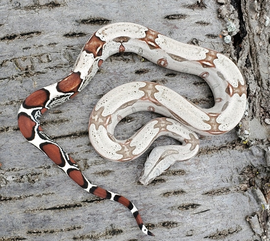 Suriname BCC True Red-Tailed Boa Constrictor by Scarlet and Grey Exotics