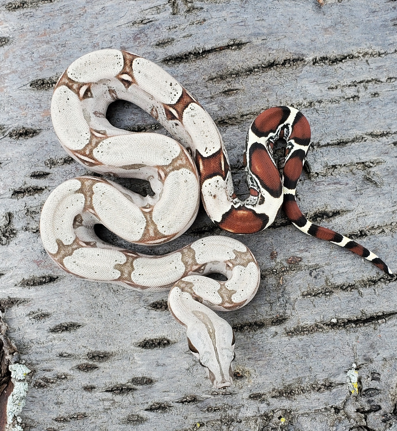Suriname True Red-tailed Boa Constrictor by Scarlet and Grey Exotics ...