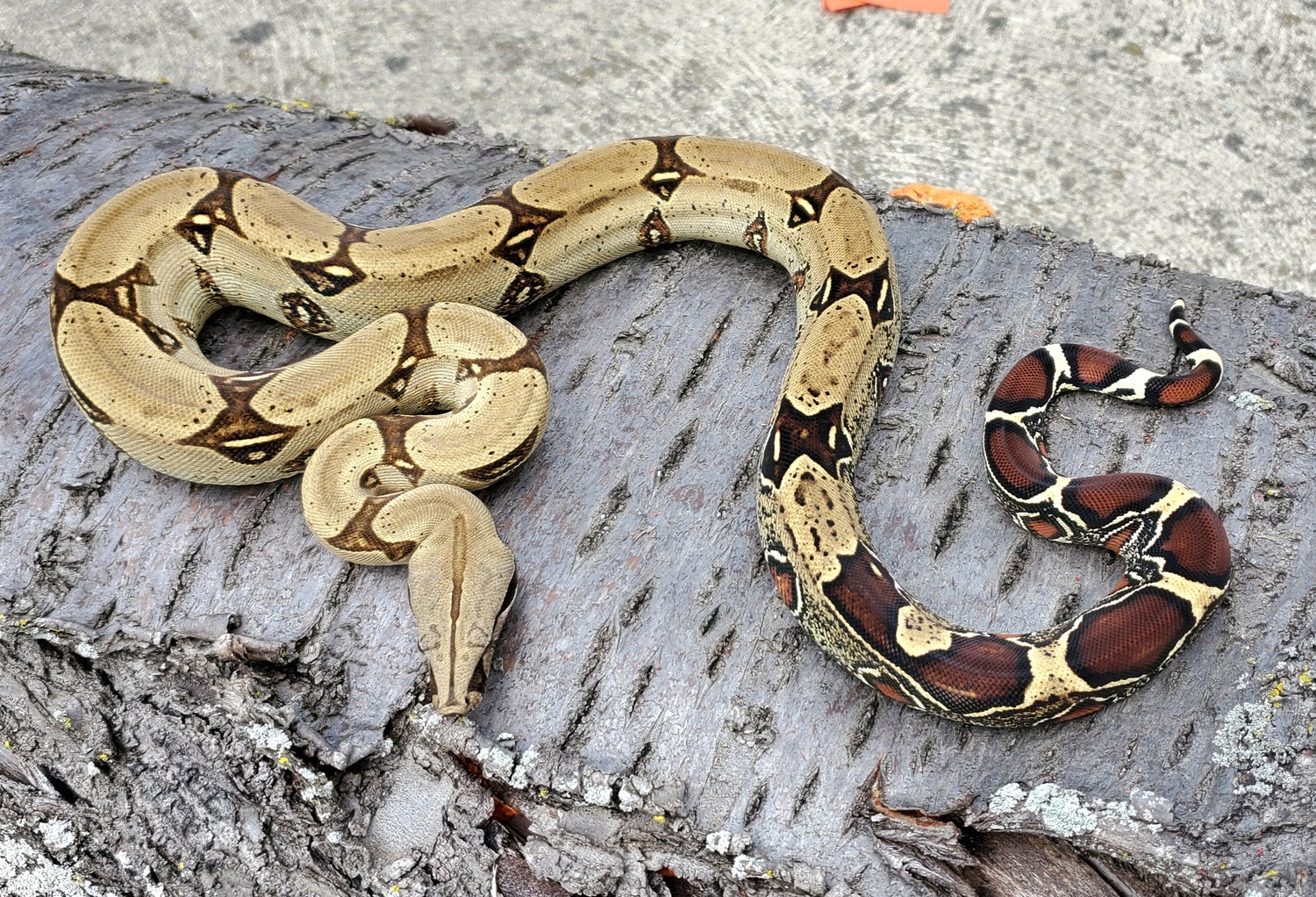 Pucallpa Peruvian True Red-tailed Boa Constrictor by Scarlet and Grey ...