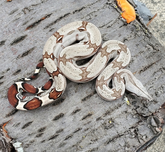 Suriname BCC True Red-Tailed Boa Constrictor by Scarlet and Grey Exotics