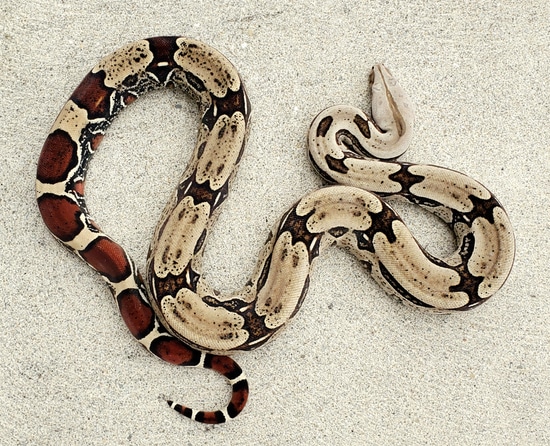 Suriname BCC True Red-Tailed Boa Constrictor by Scarlet and Grey Exotics
