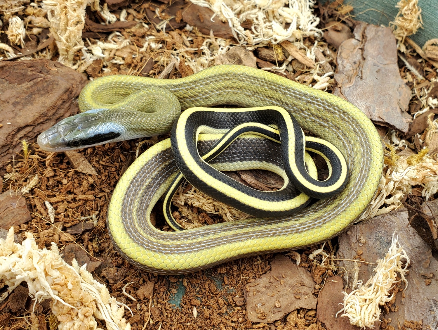 Cave-Dwelling Rat Snake Beauty Rat Snake by Scarlet and Grey Exotics ...