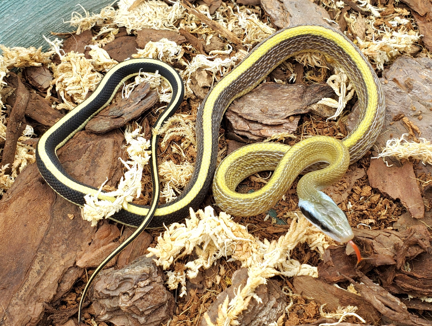 Cave-Dwelling Rat Snake Beauty Rat Snake by Scarlet and Grey Exotics ...
