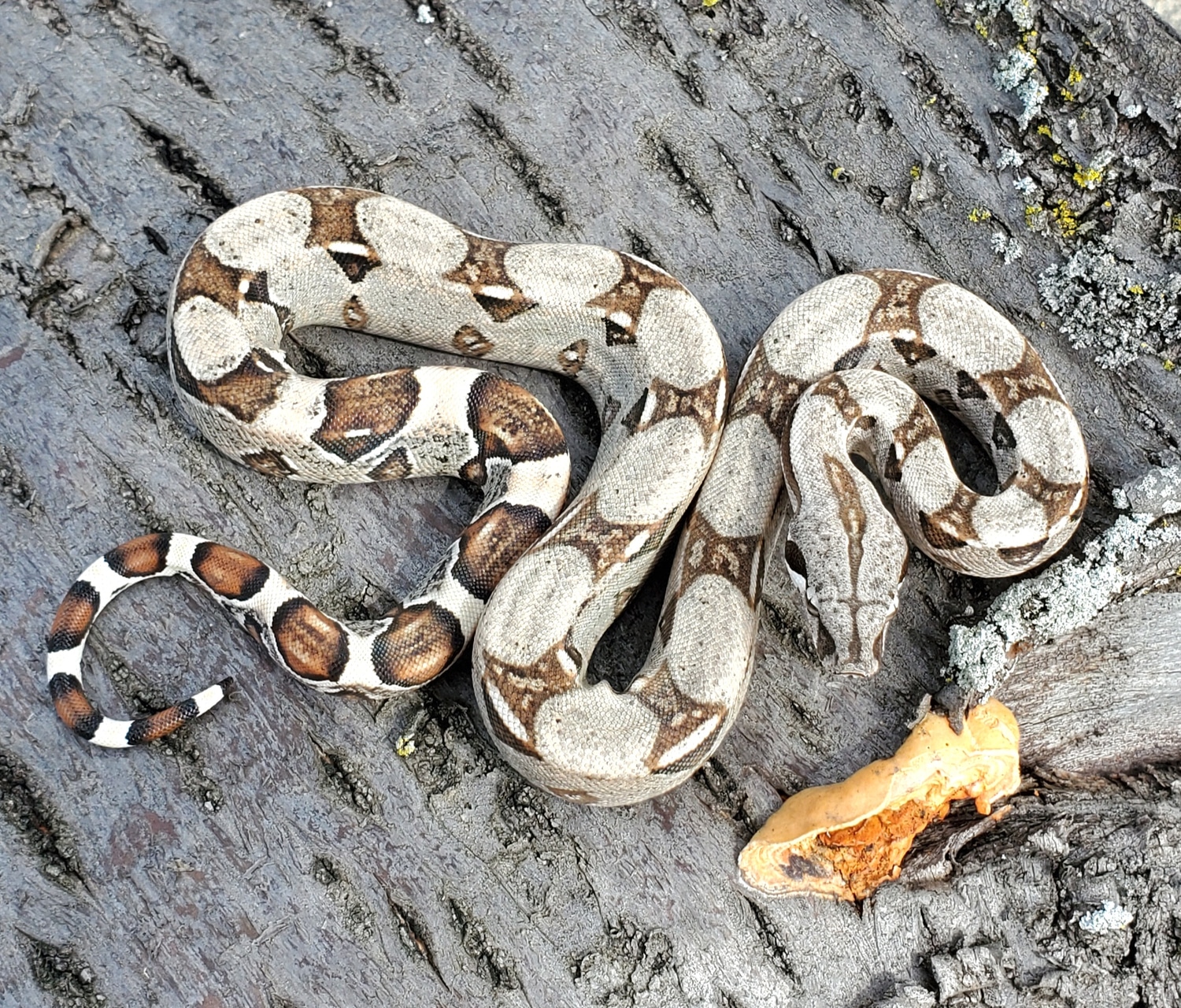 100% DH Sharp Albino & Anery 1 Boa Constrictor by Scarlet and Grey ...