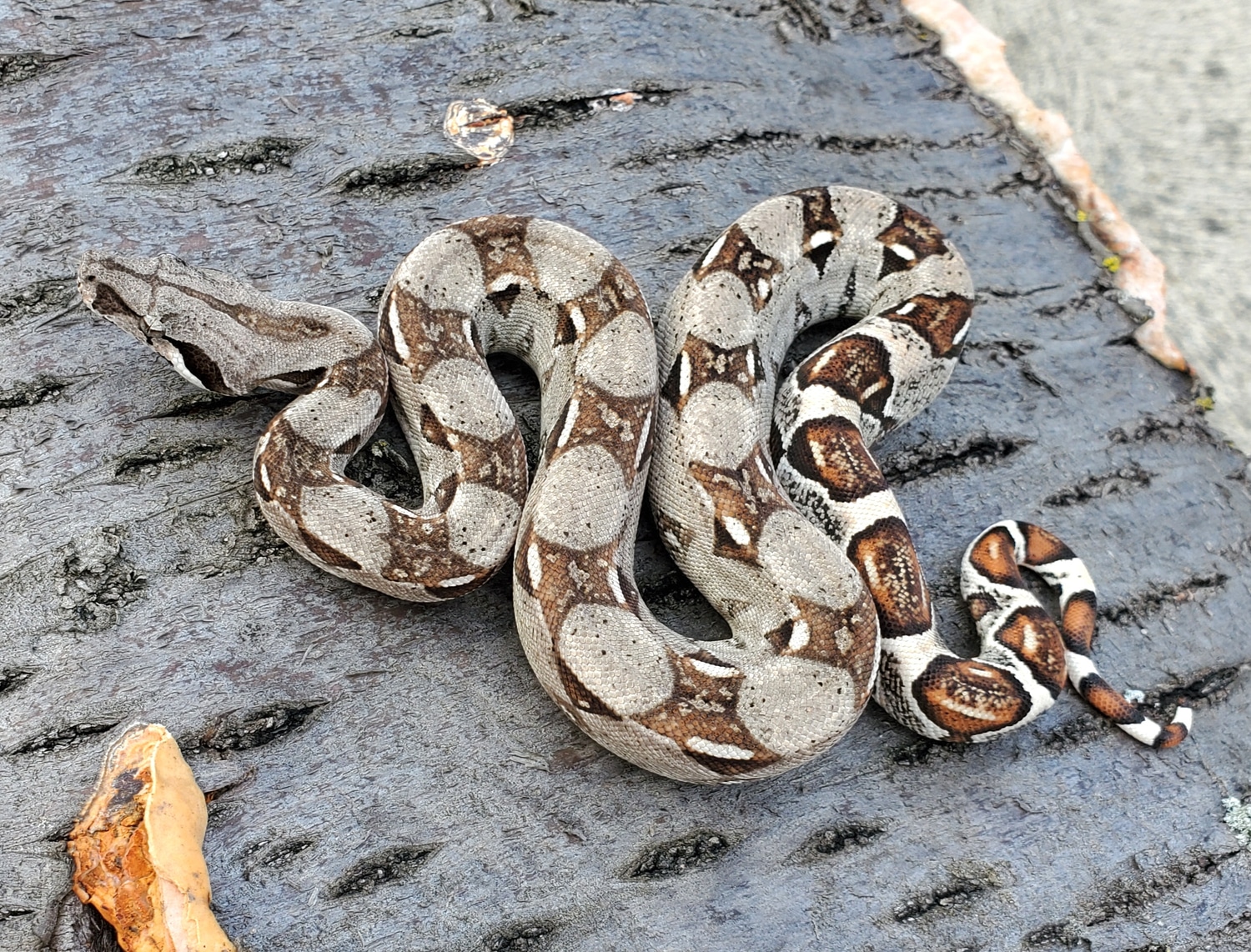 100% DH Sharp Albino & Anery 1 Boa Constrictor by Scarlet and Grey ...